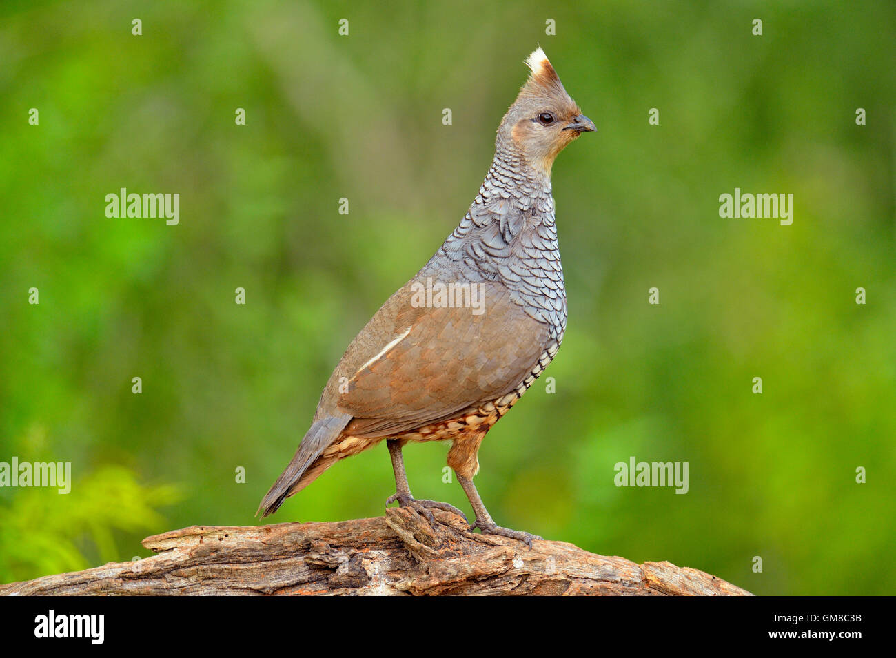 Scaled quail (Callipepla squamata), Rio Grande City, Texas, USA Stock ...