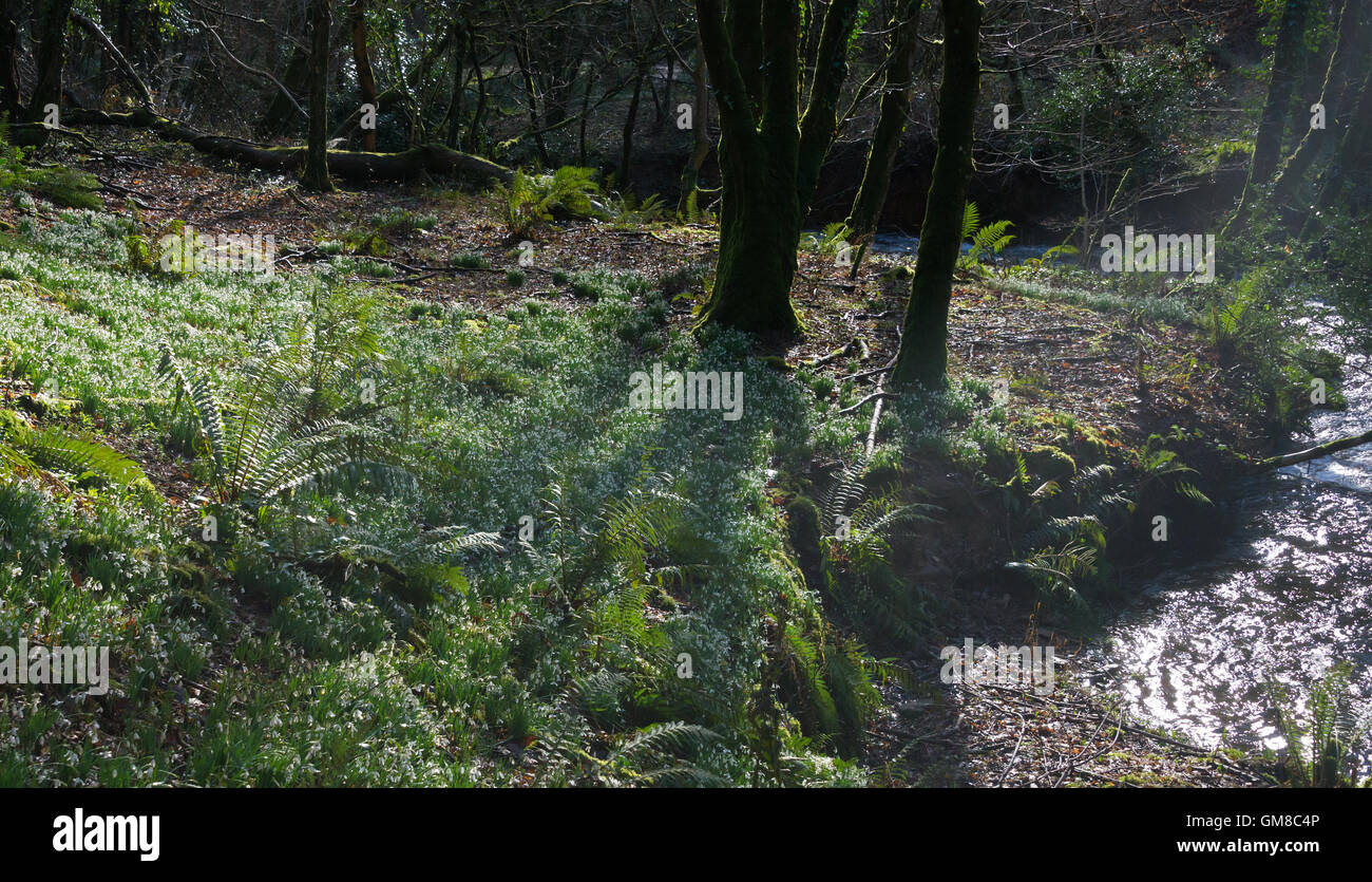 Hawkwell Wood's Snowdrop valley in Exmoor National Park close to ...