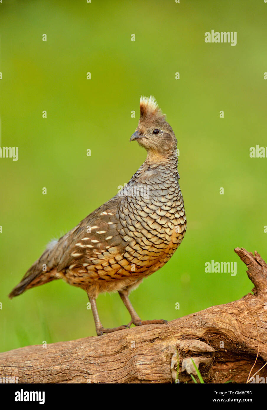 Blue scaled quail bird hi-res stock photography and images - Alamy