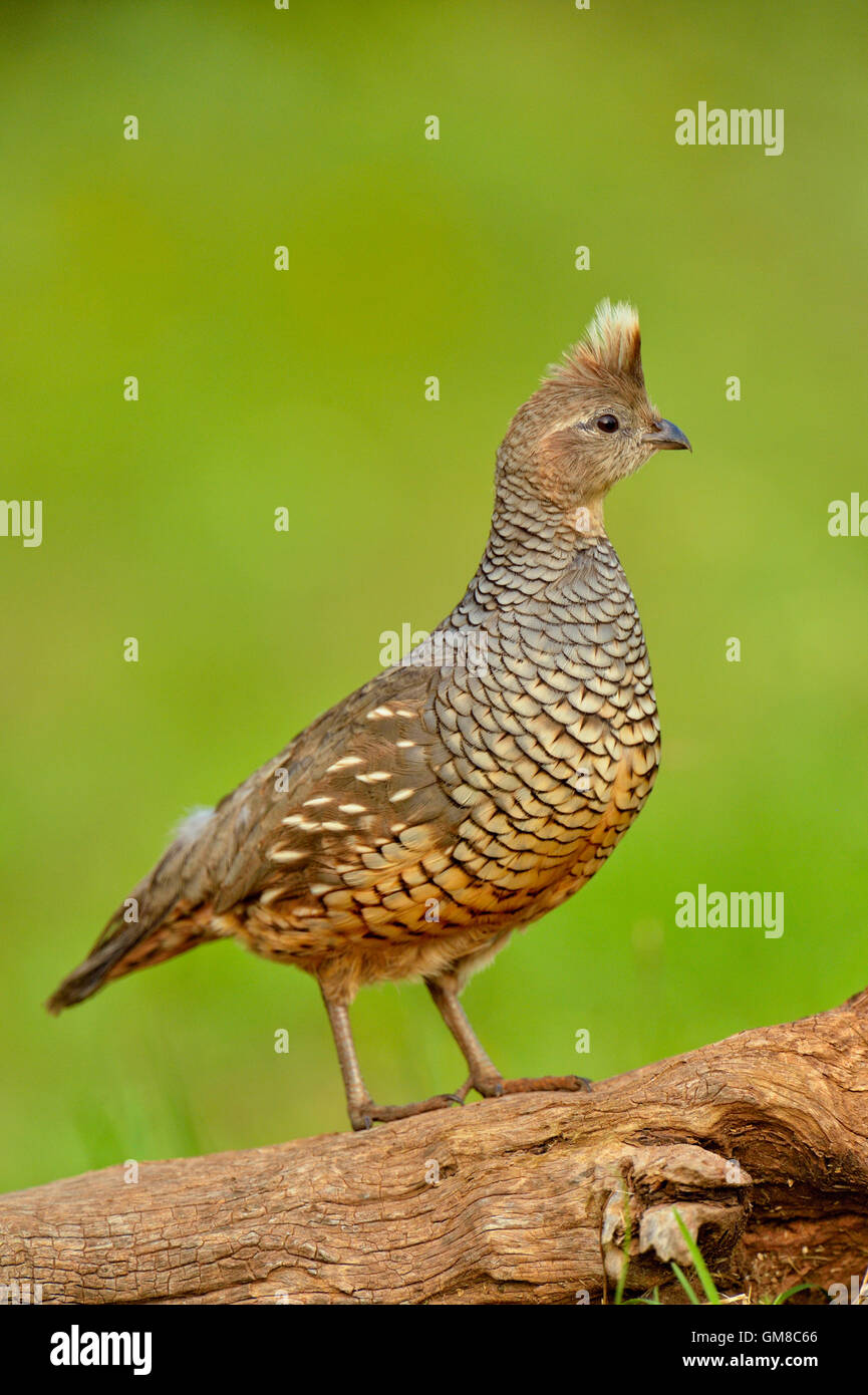 Scaled quail (Callipepla squamata), Rio Grande City, Texas, USA Stock ...