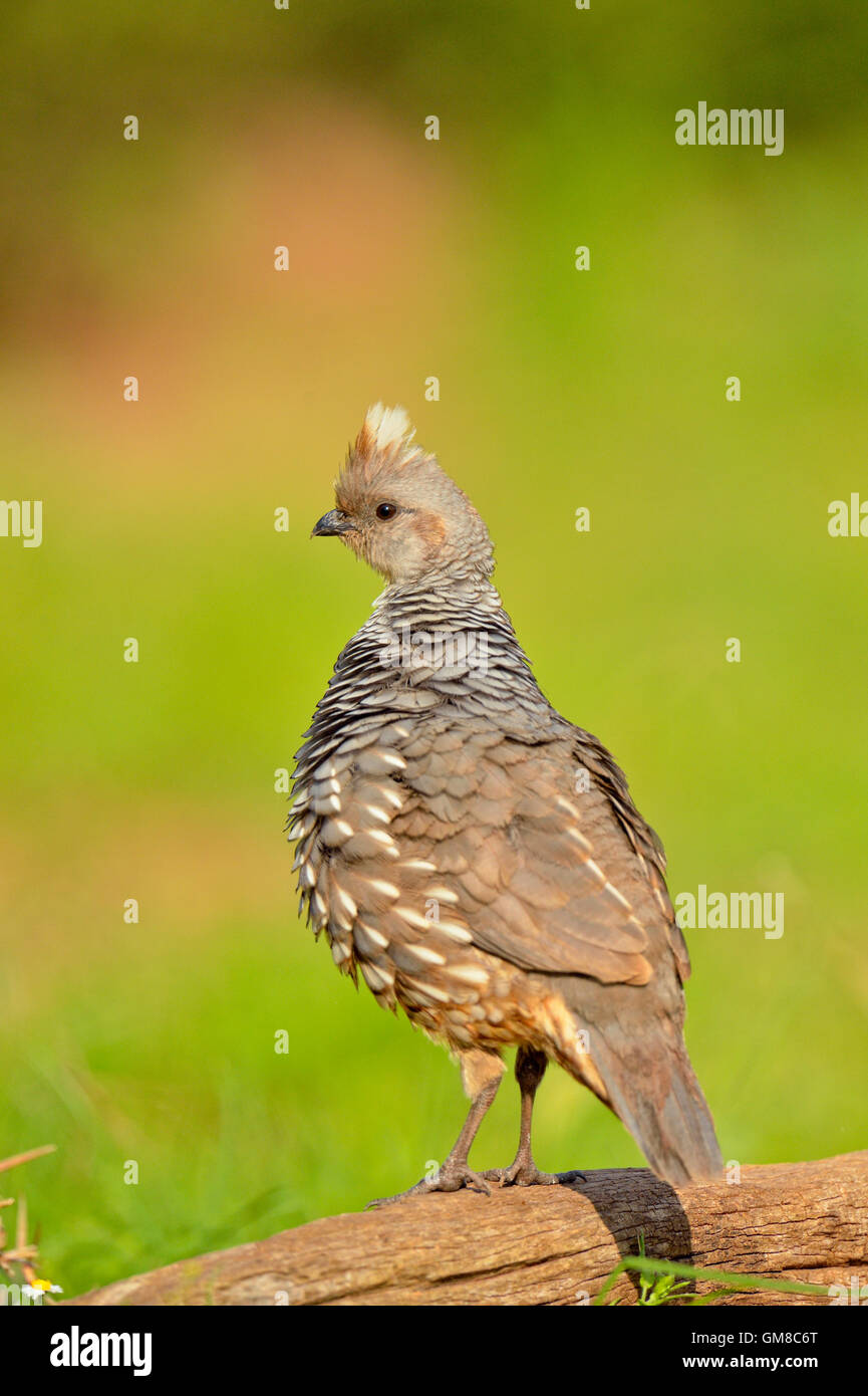 Scaled quail (Callipepla squamata), Rio Grande City, Texas, USA Stock ...