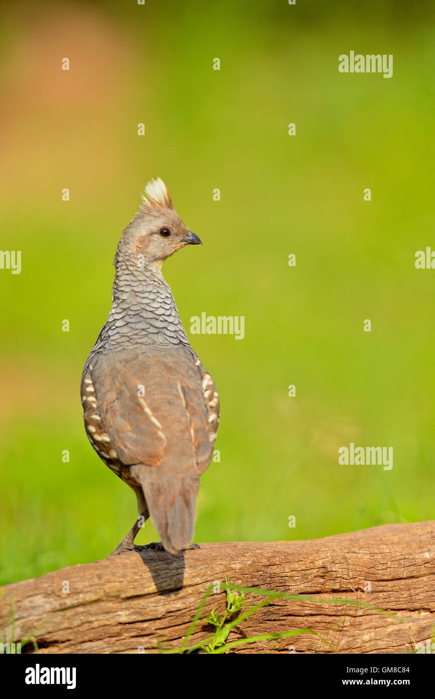 Scaled quail (Callipepla squamata), Rio Grande City, Texas, USA Stock ...
