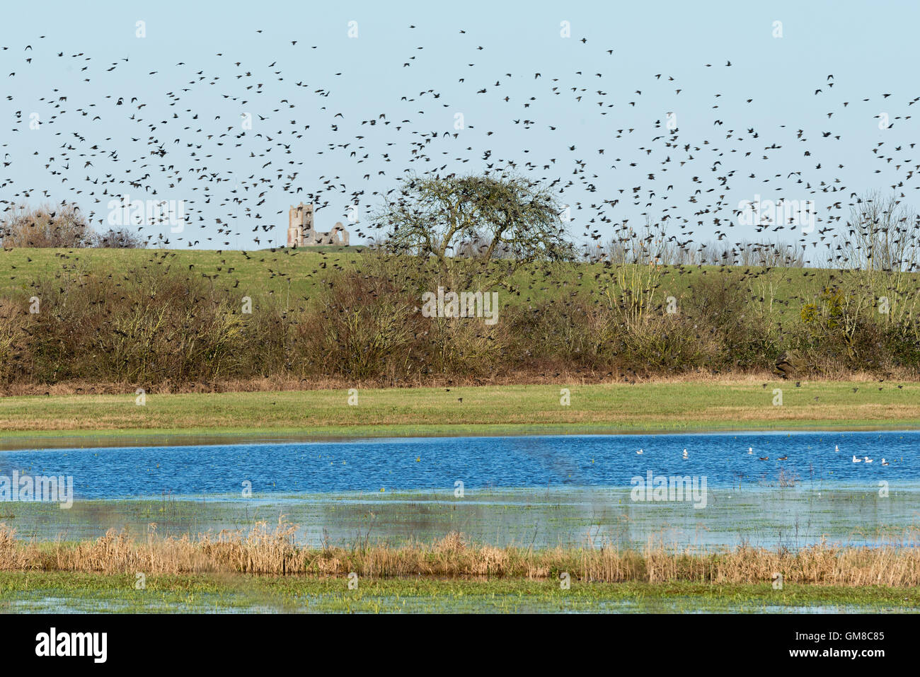 A flock of starlings flying across Aller Moor with Burrow Mump in the ...