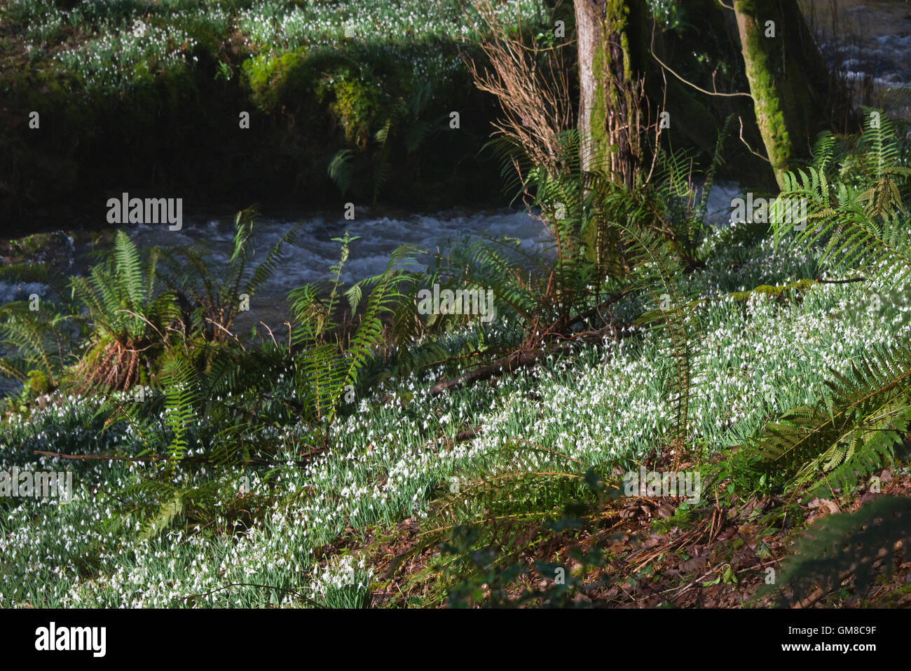 Hawkwell Woods Snowdrop valley in Exmoor National Park close to Wheddon ...