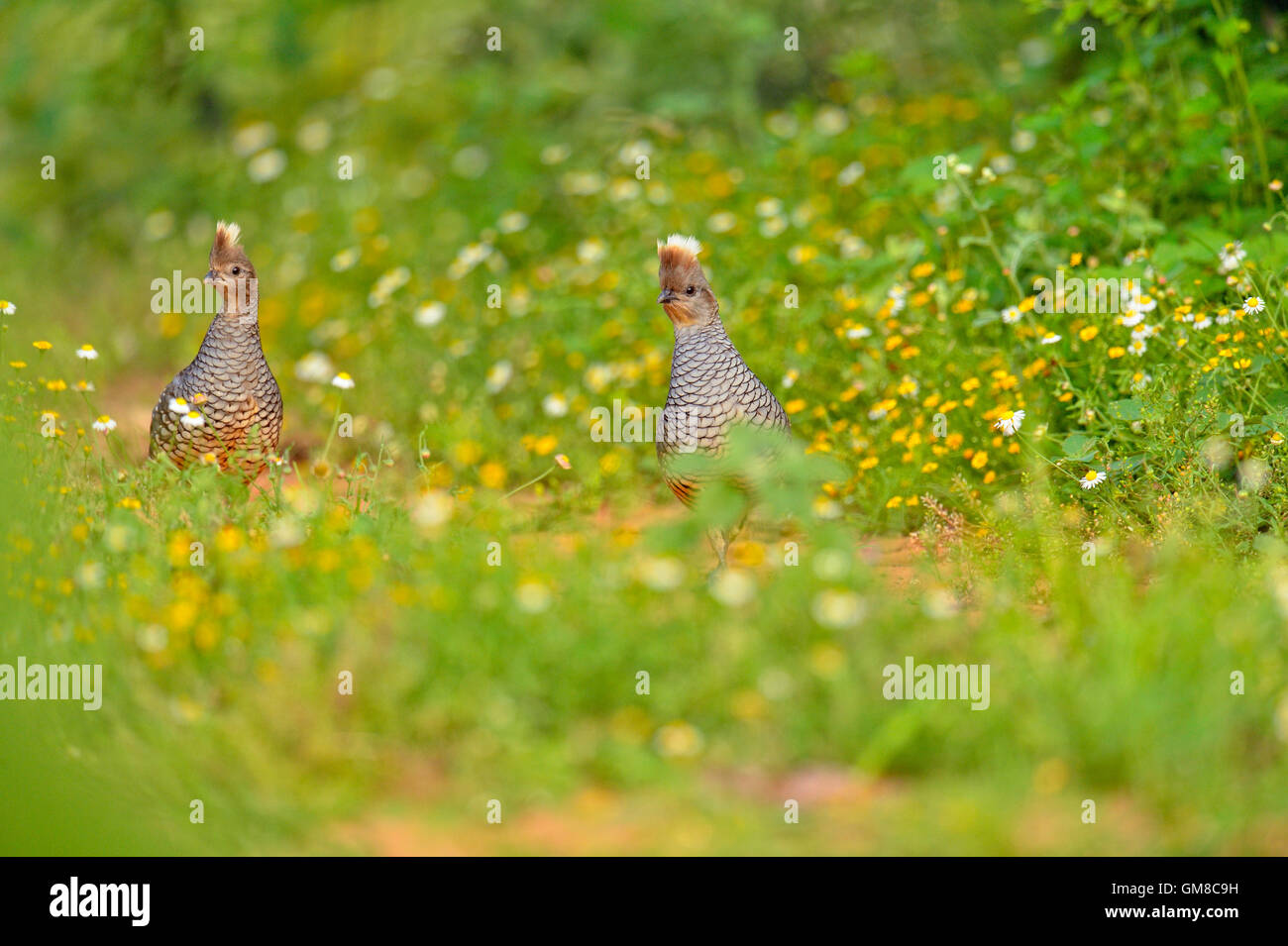 Blue scaled quail bird hi-res stock photography and images - Alamy