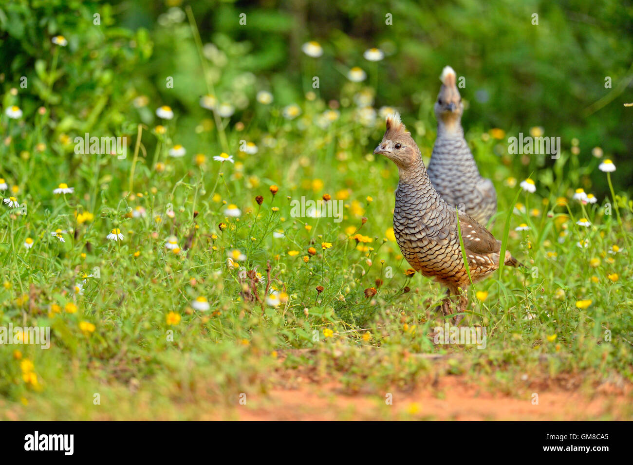 Blue scaled quail bird hi-res stock photography and images - Alamy