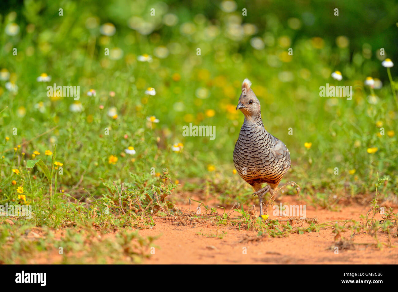 Blue scaled quail bird hi-res stock photography and images - Alamy