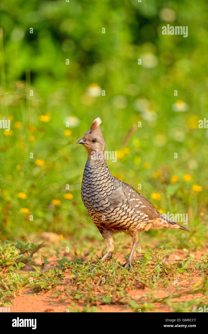 Scaled quail (Callipepla squamata), Rio Grande City, Texas, USA Stock ...