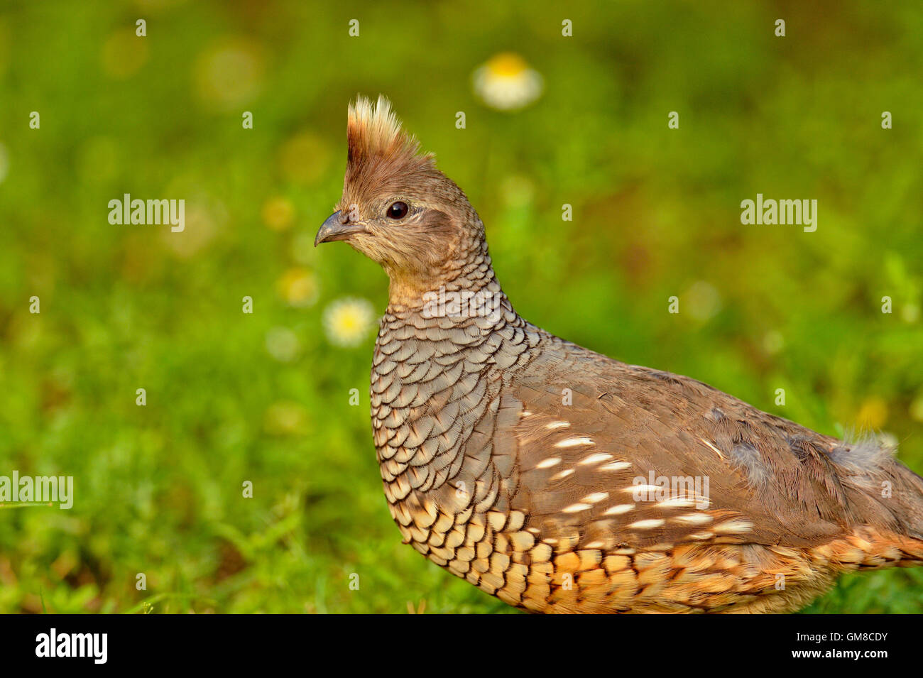 Scaled quail (Callipepla squamata), Rio Grande City, Texas, USA Stock ...