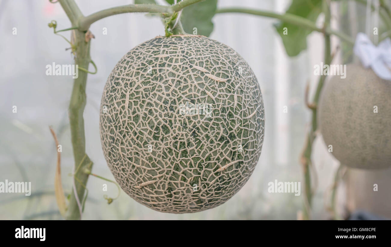 Cantaloupe melon farm hi-res stock photography and images - Alamy