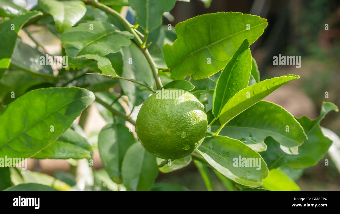 Lime green tree hanging from the branches of it Stock Photo - Alamy