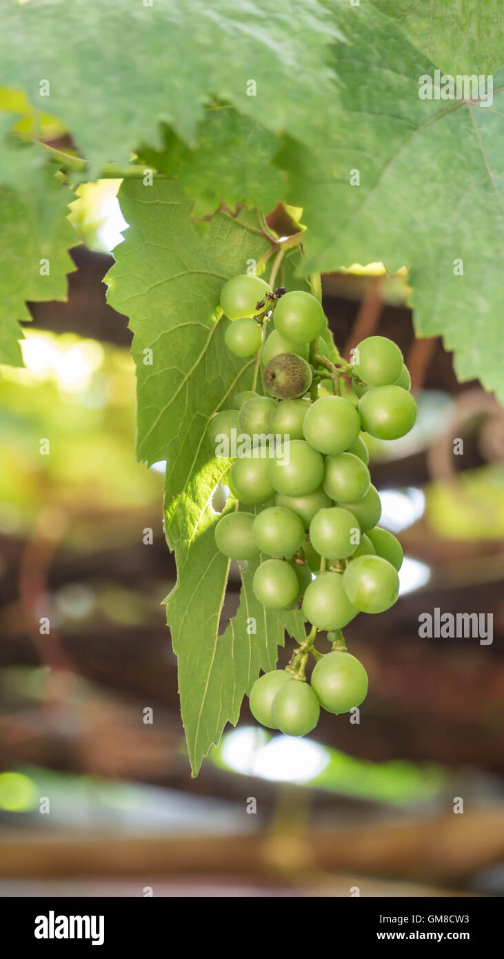 grapes with green leaves on the vine fresh fruits Stock Photo - Alamy