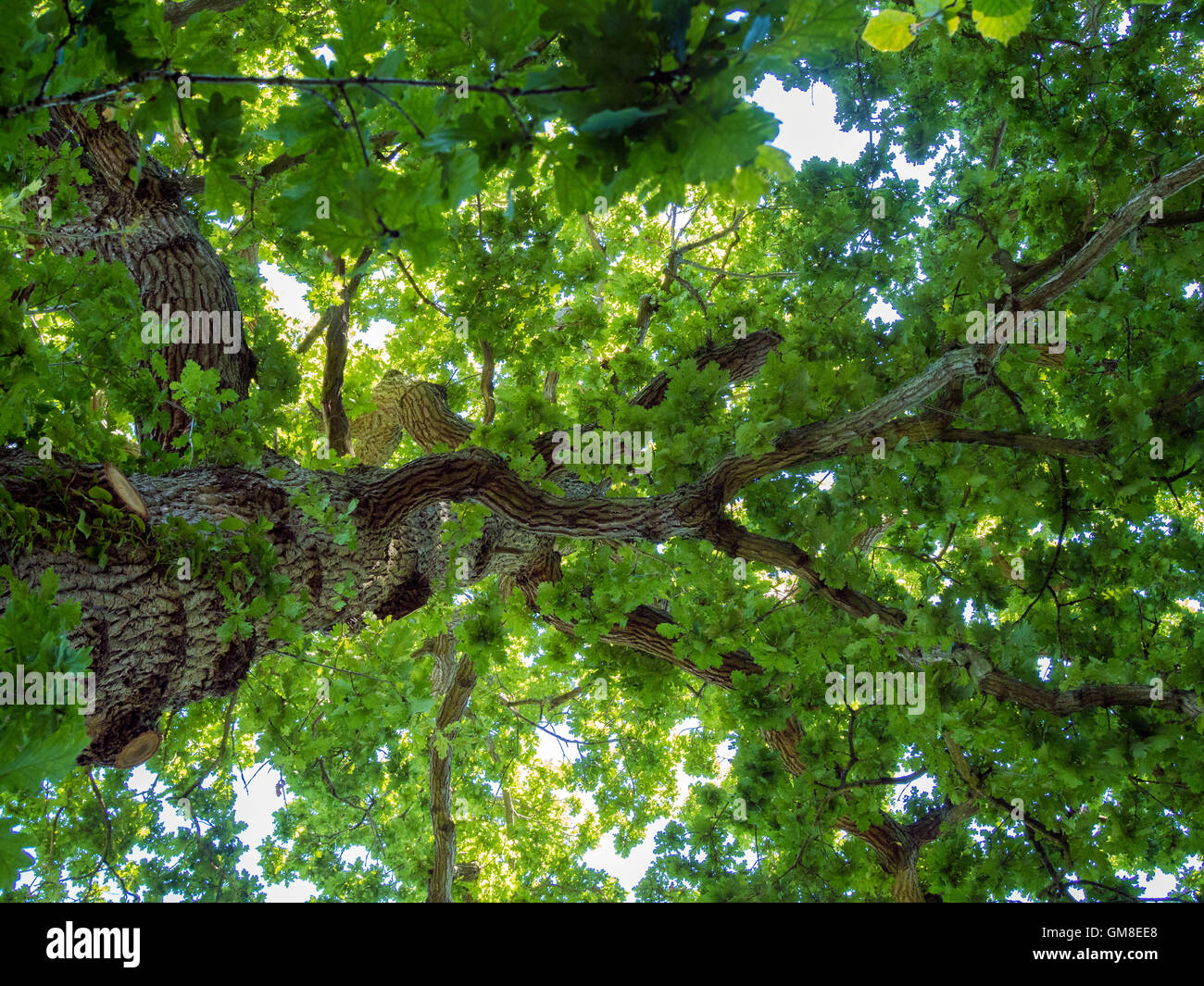 Backlit oak tree hi-res stock photography and images - Alamy