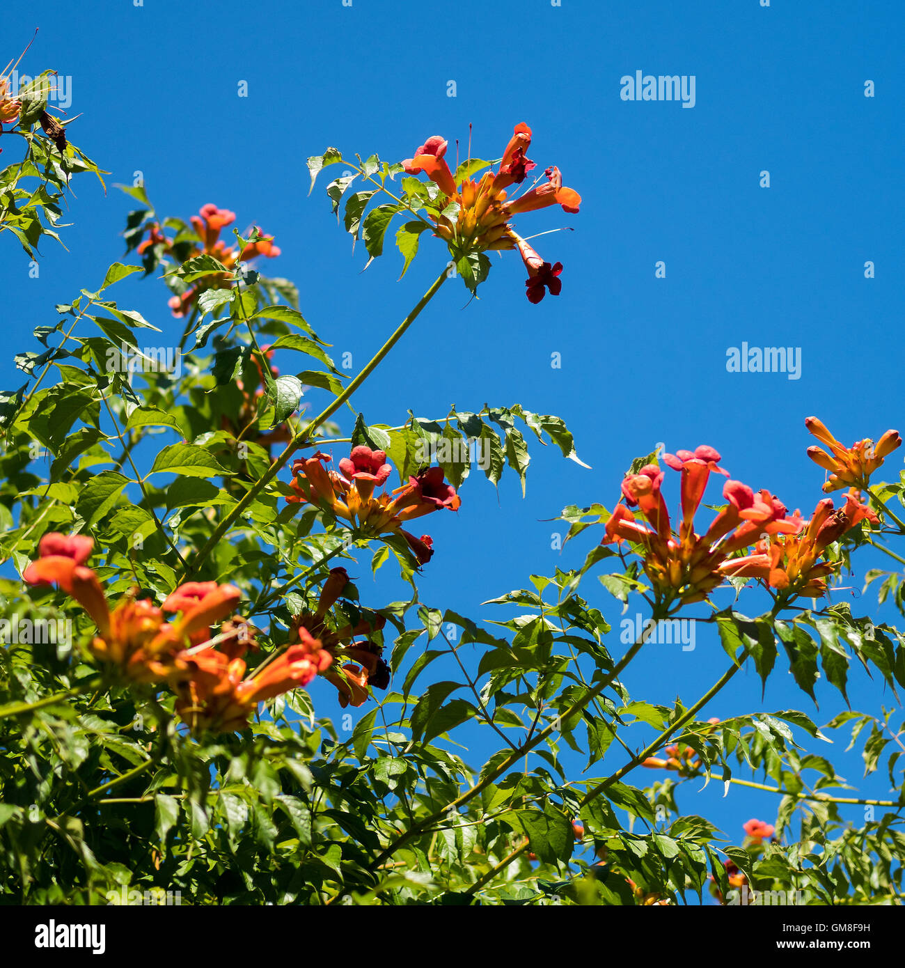 Trumpet Vine (Campsis radicans Stock Photo - Alamy