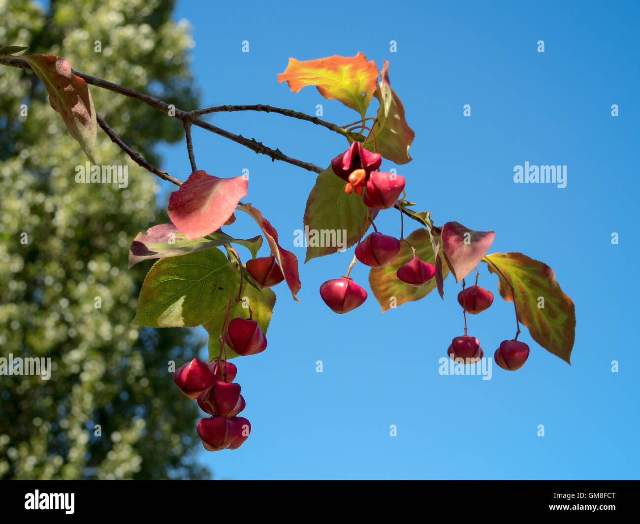 Spindle Tree with distinctive fruit Stock Photo - Alamy