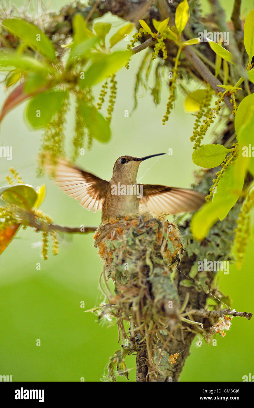 Black-chinned hummingbird (Archilochus alexandri) nest in an oak tree ...