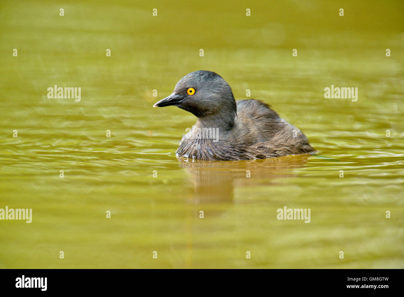 Least Grebes High Resolution Stock Photography and Images - Alamy