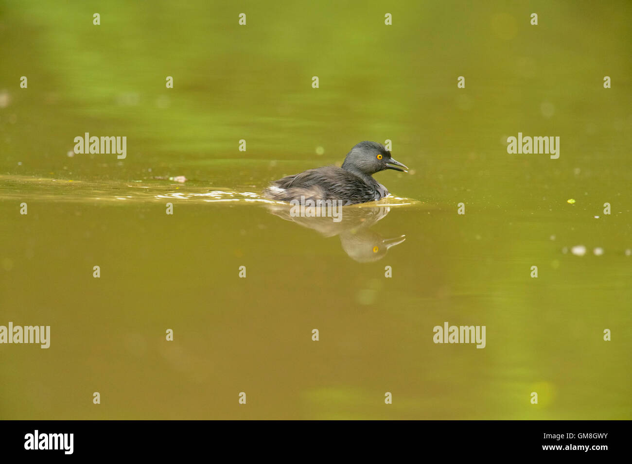 Least Grebe (Tachybaptus dominicus), Rio Grande City, Texas, USA Stock ...