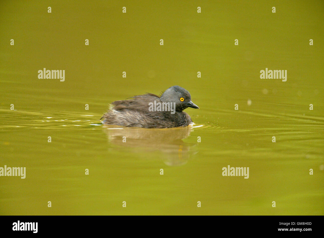 Least Grebe (Tachybaptus dominicus), Rio Grande City, Texas, USA Stock ...