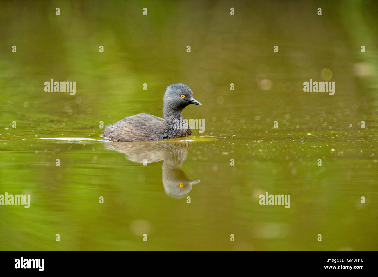 Least Grebe (Tachybaptus dominicus), Rio Grande City, Texas, USA Stock ...