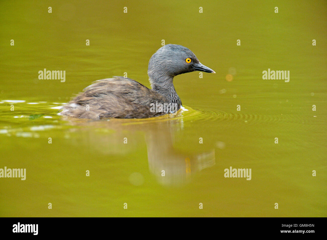 Least Grebe (Tachybaptus dominicus), Rio Grande City, Texas, USA Stock ...