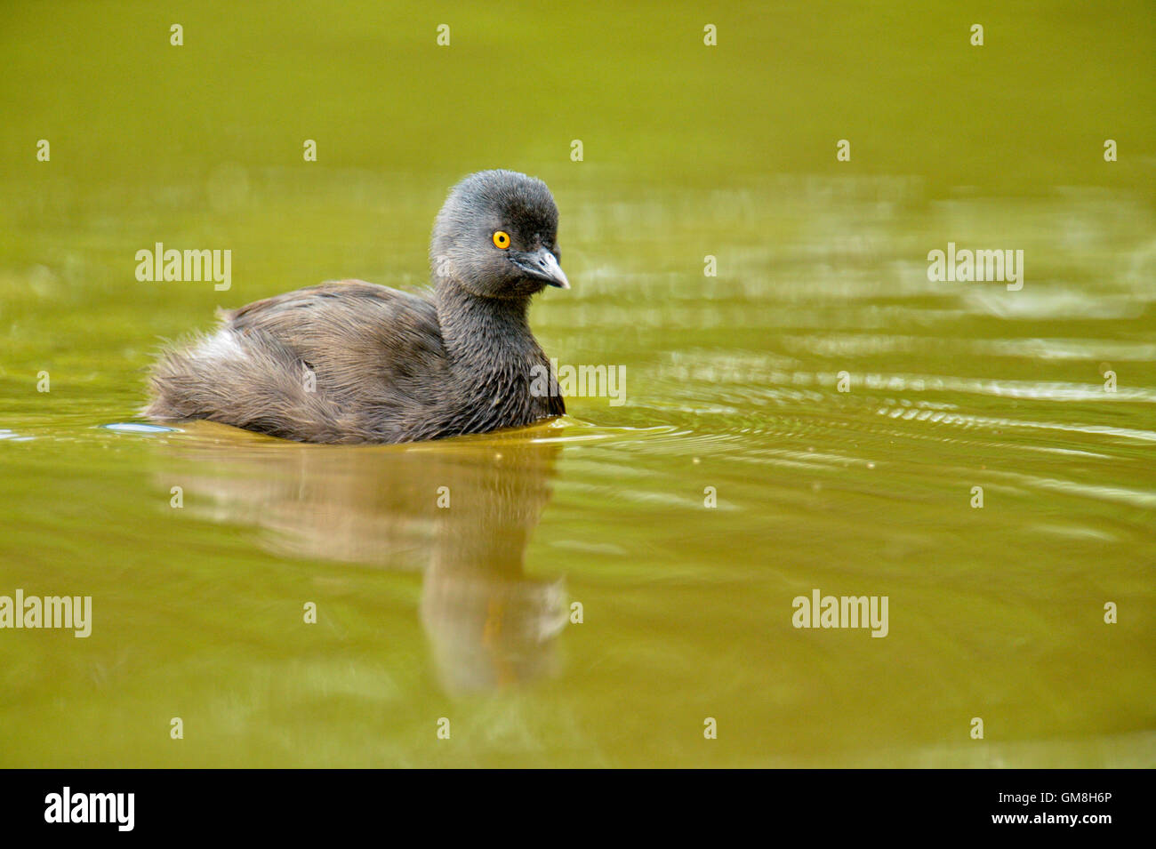 Least grebes hi-res stock photography and images - Alamy