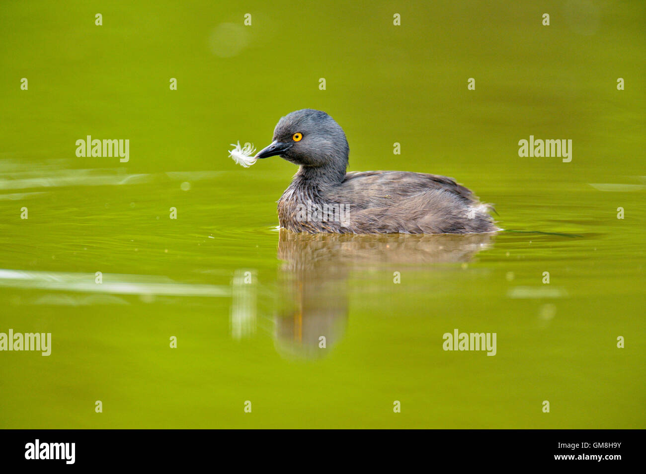 Least Grebe (Tachybaptus dominicus), Rio Grande City, Texas, USA Stock ...