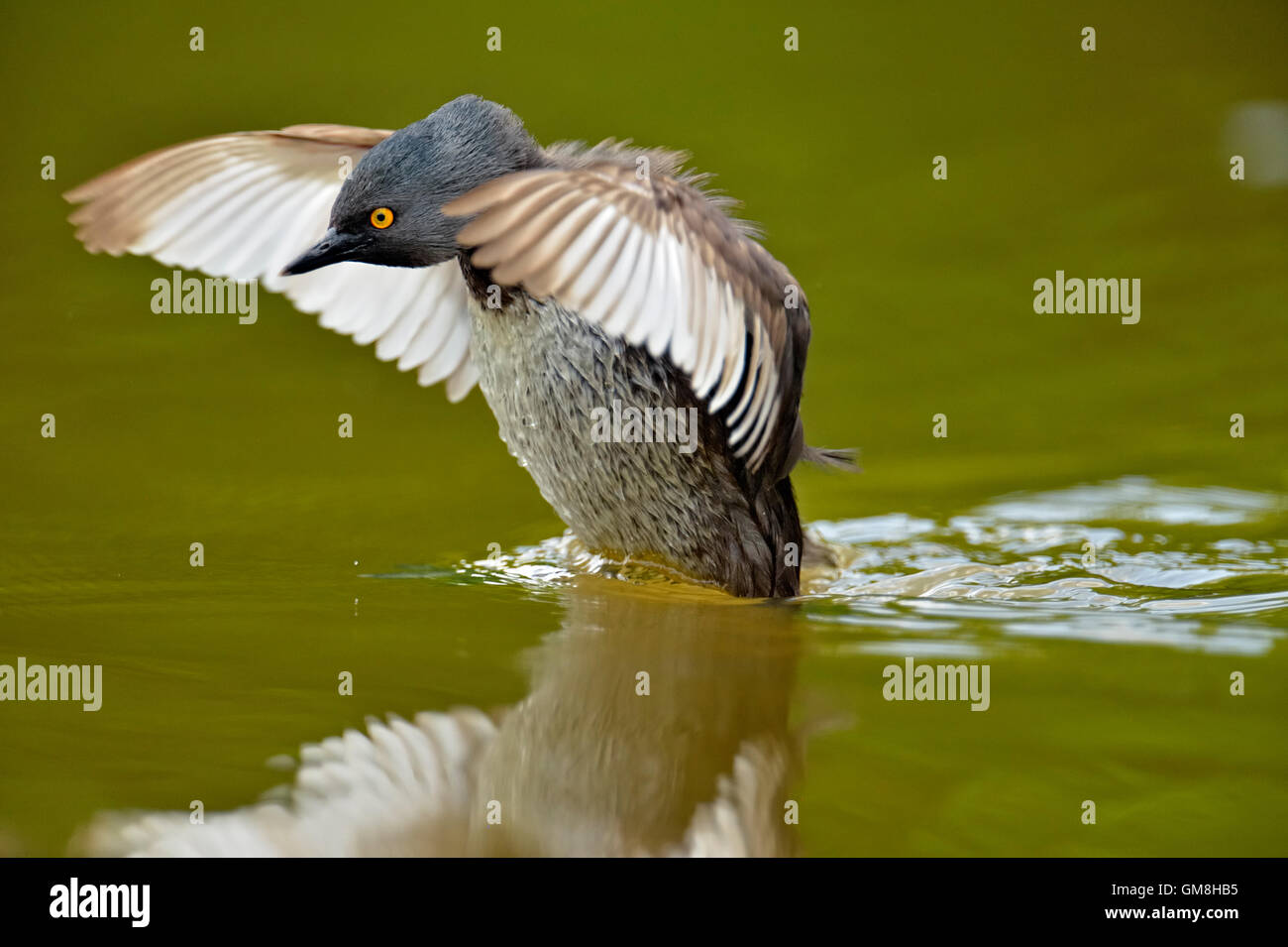Least Grebe (Tachybaptus dominicus), Rio Grande City, Texas, USA Stock ...