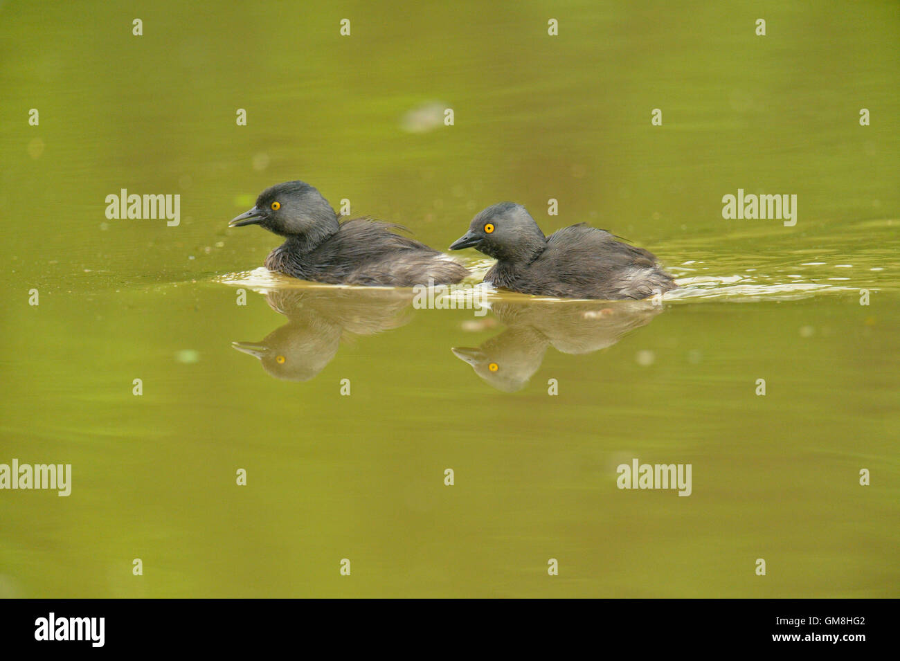 Least Grebe (Tachybaptus dominicus), Rio Grande City, Texas, USA Stock ...