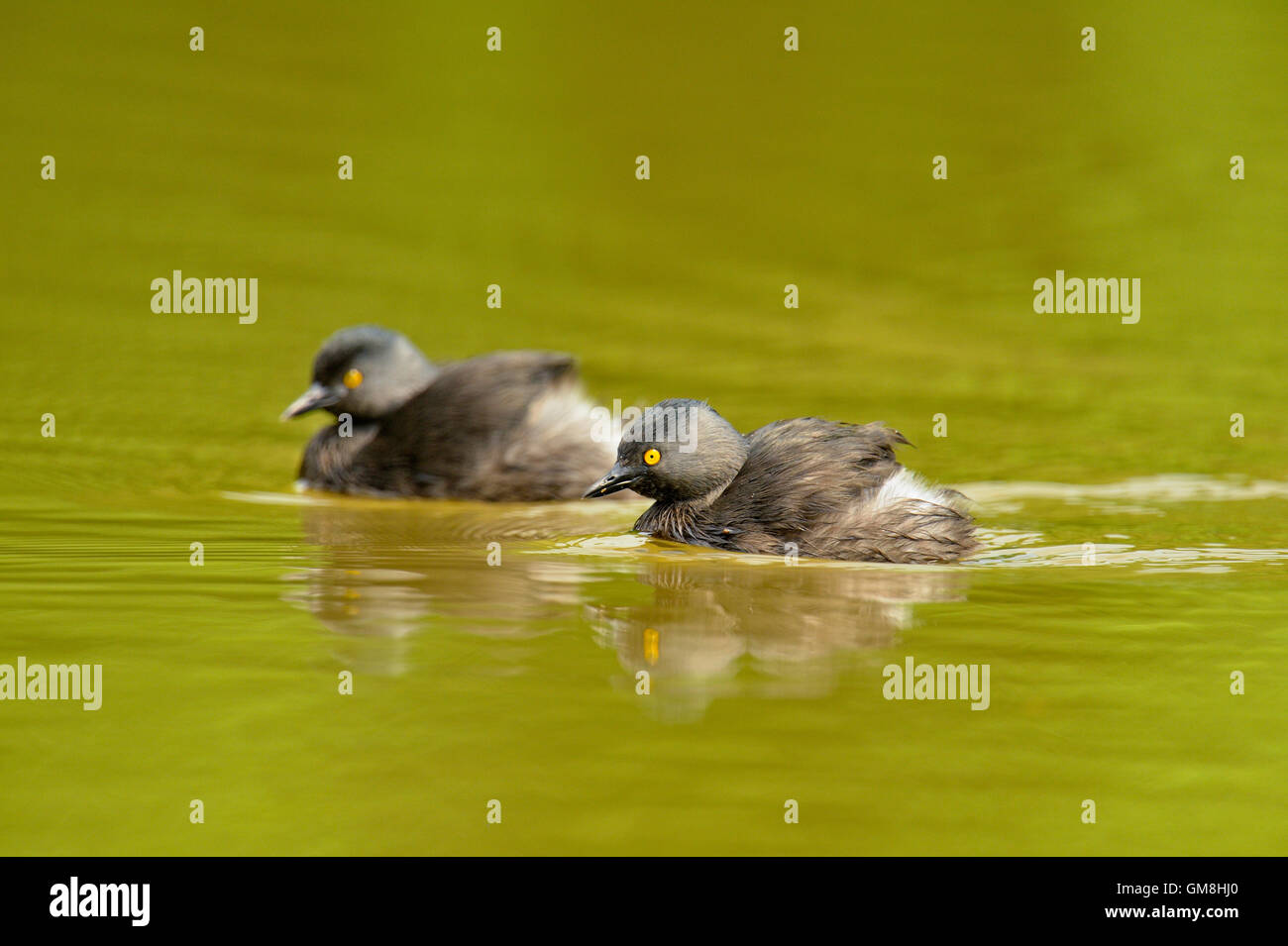 Least Grebe (Tachybaptus dominicus), Rio Grande City, Texas, USA Stock ...