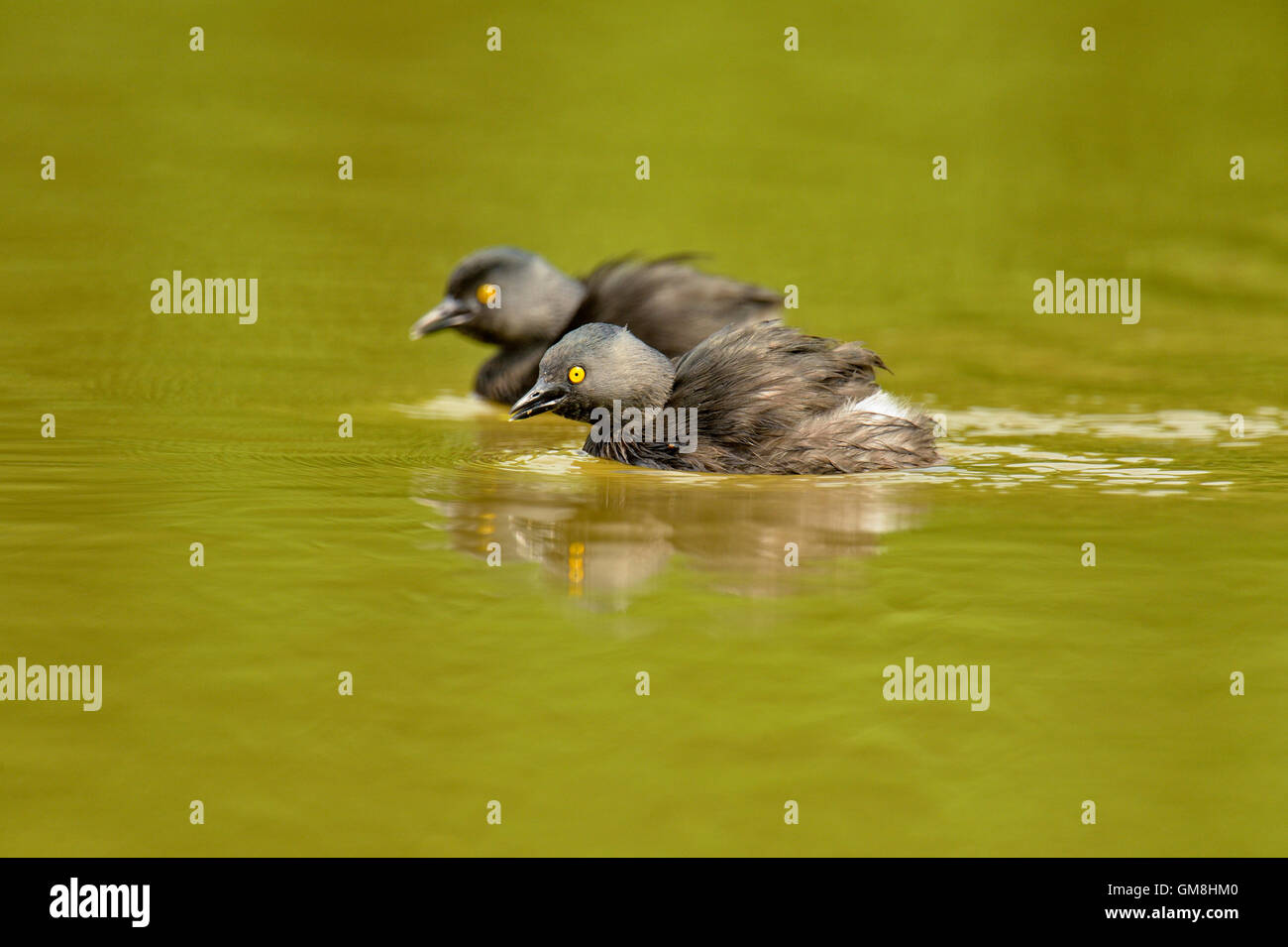 Least Grebe (Tachybaptus dominicus), Rio Grande City, Texas, USA Stock ...
