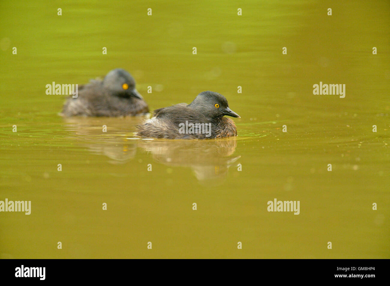 Least Grebe (Tachybaptus dominicus), Rio Grande City, Texas, USA Stock ...