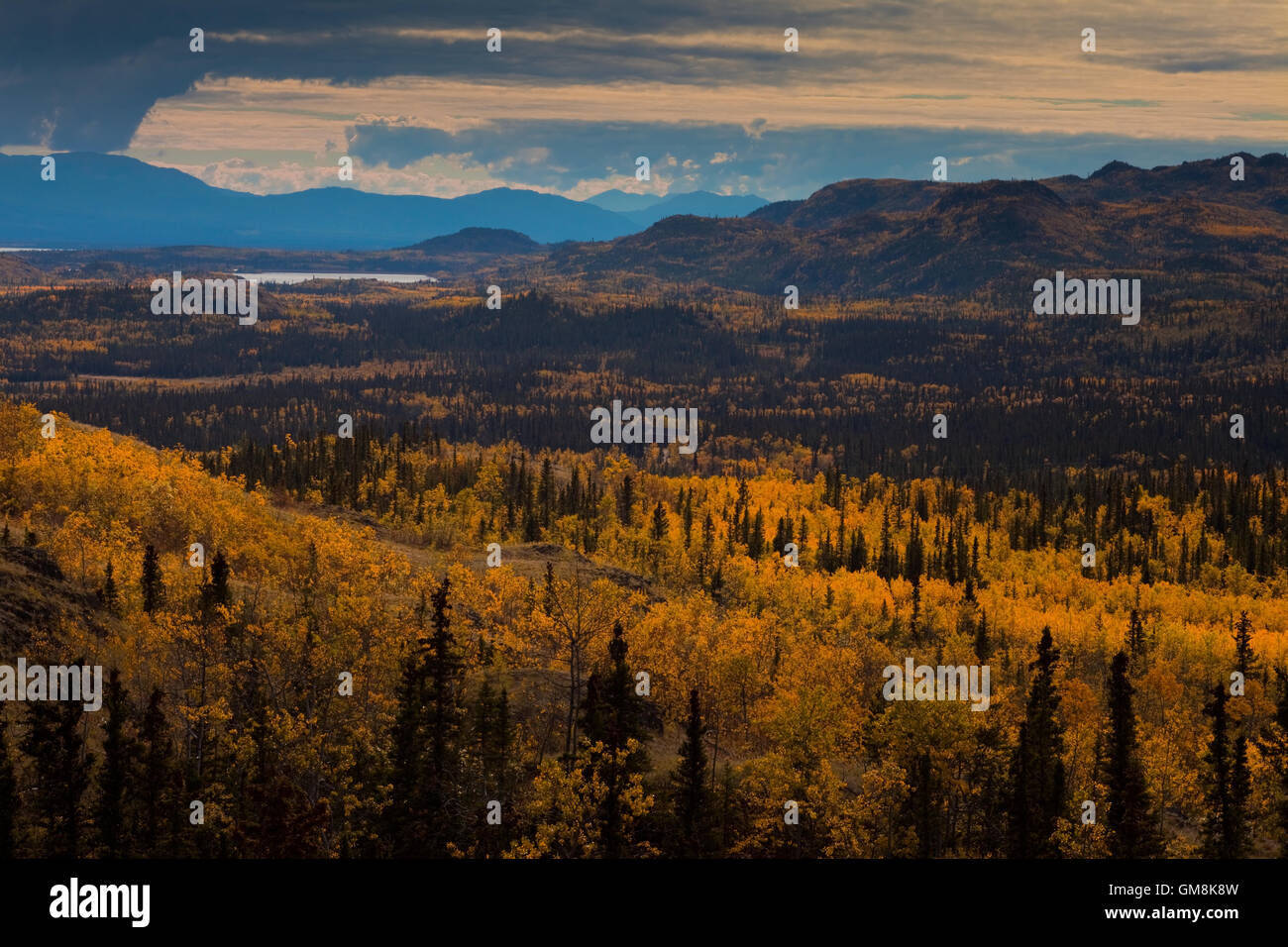 Taiga in Fall Stock Photo - Alamy