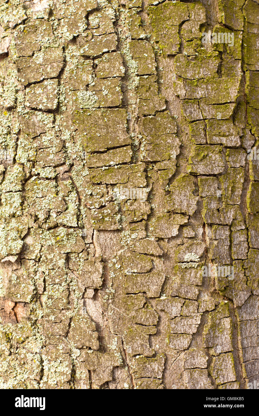 Bark Background Texture Pattern Stock Photo - Alamy
