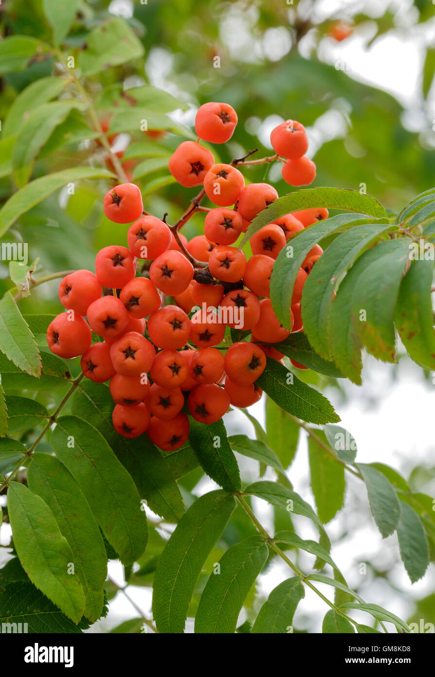 Ashberry trees hi-res stock photography and images - Alamy
