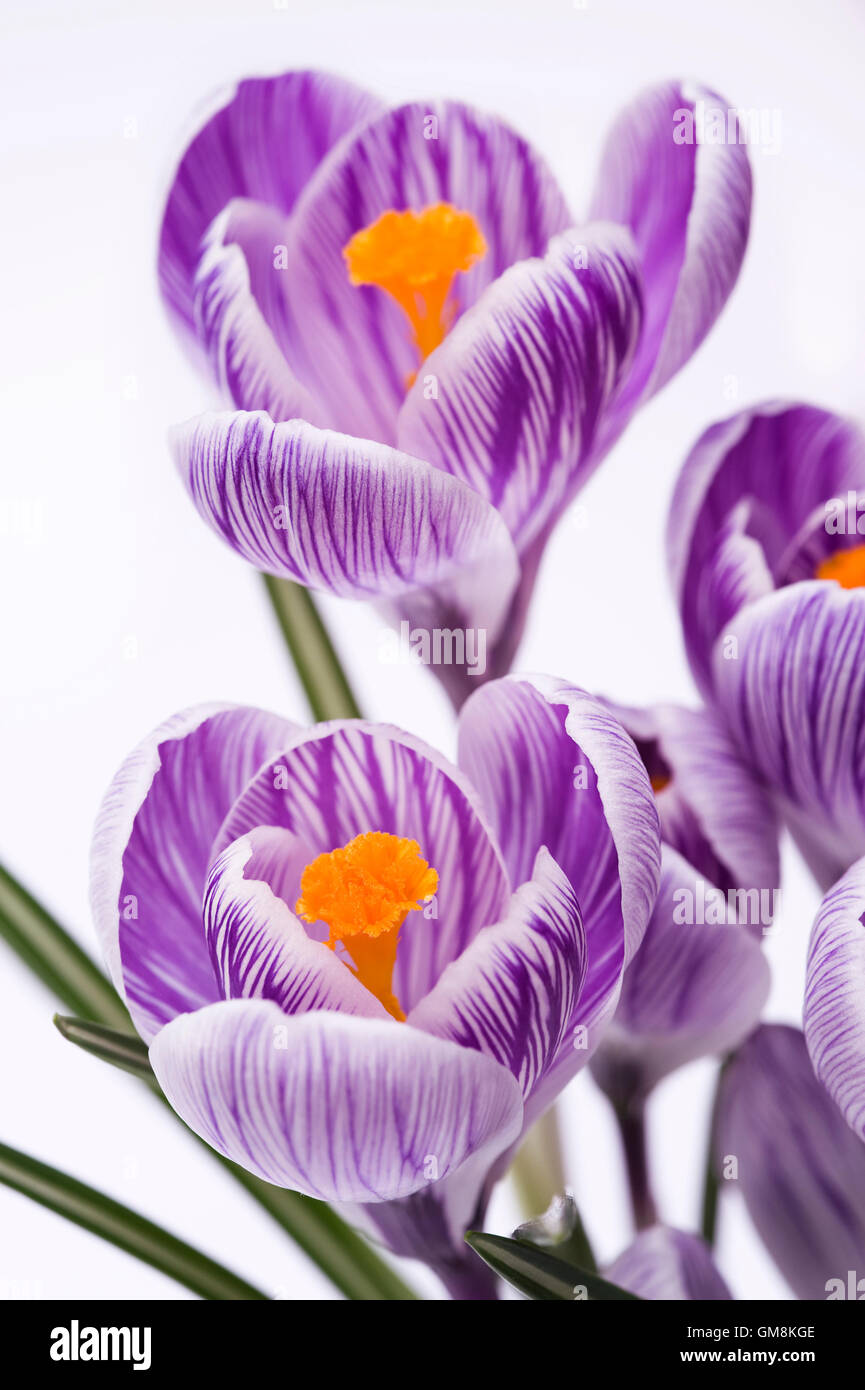 Purple white striped crocus hi-res stock photography and images - Alamy