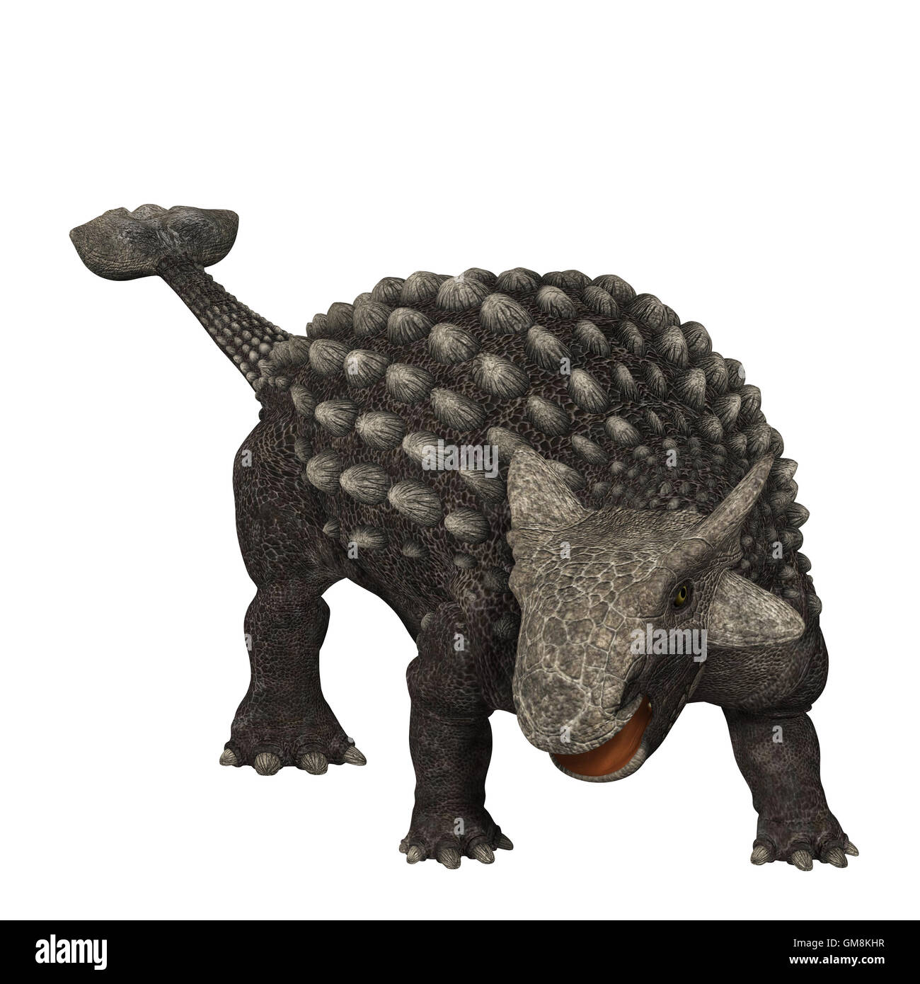Ankylosaurus teeth hi-res stock photography and images - Alamy