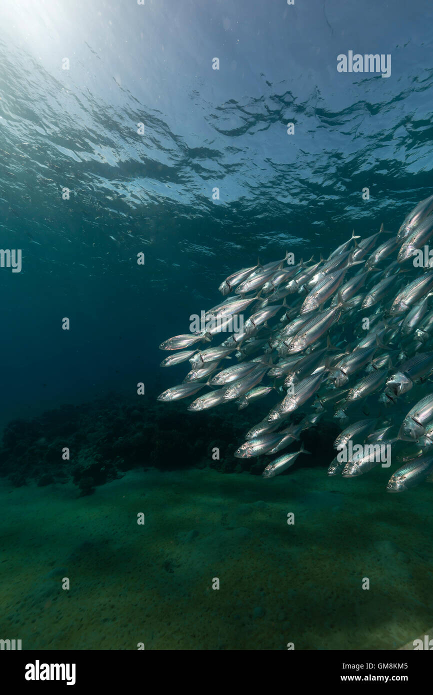 Striped mackerel feeding in the Red Sea Stock Photo - Alamy