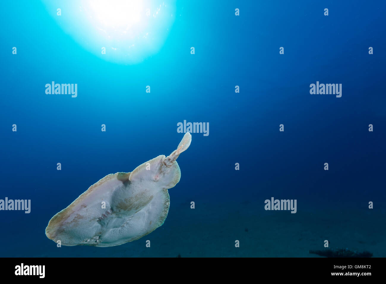 Leopard torpedo ray (torpedo panthera) in the Red Sea Stock Photo - Alamy