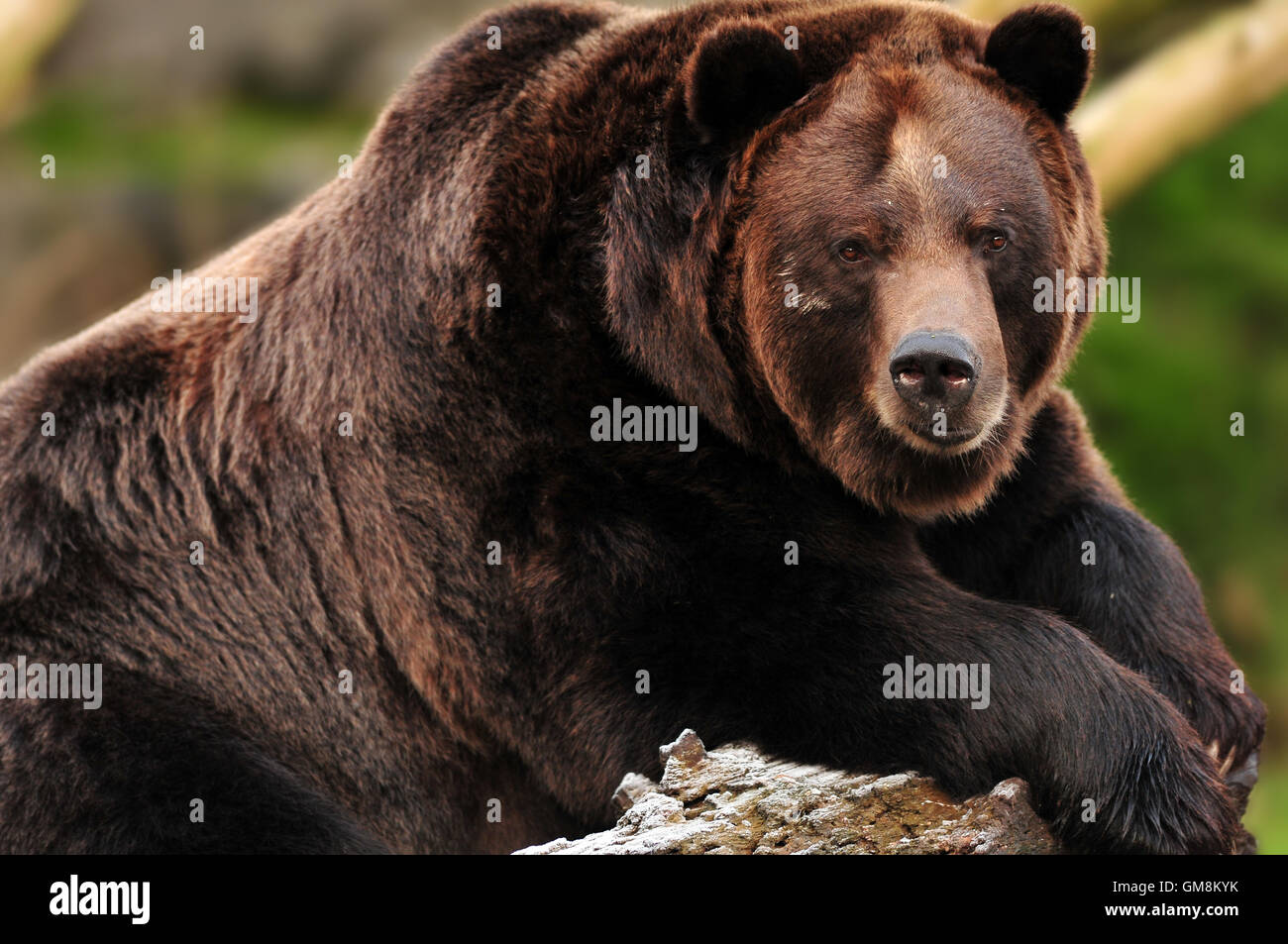 Grizzly bear portrait Stock Photo - Alamy