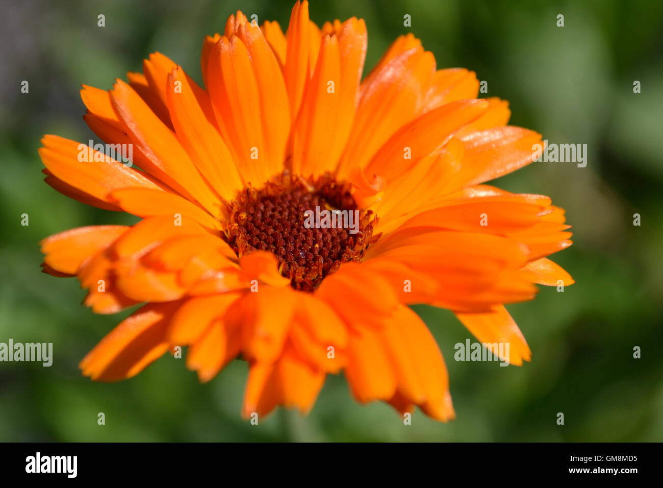 The orange flower Stock Photo - Alamy