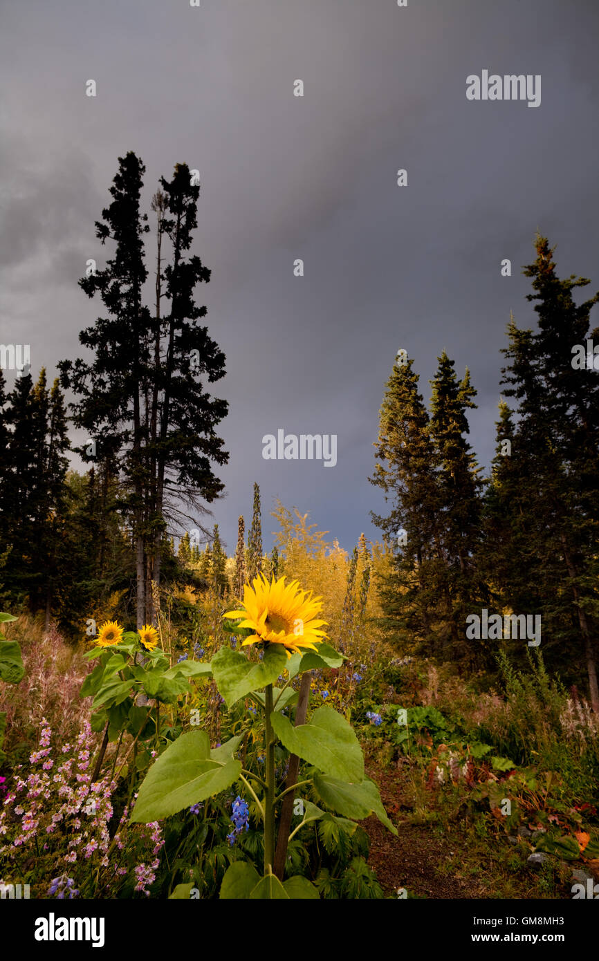 Sunflowers in northern garden in fall Stock Photo - Alamy