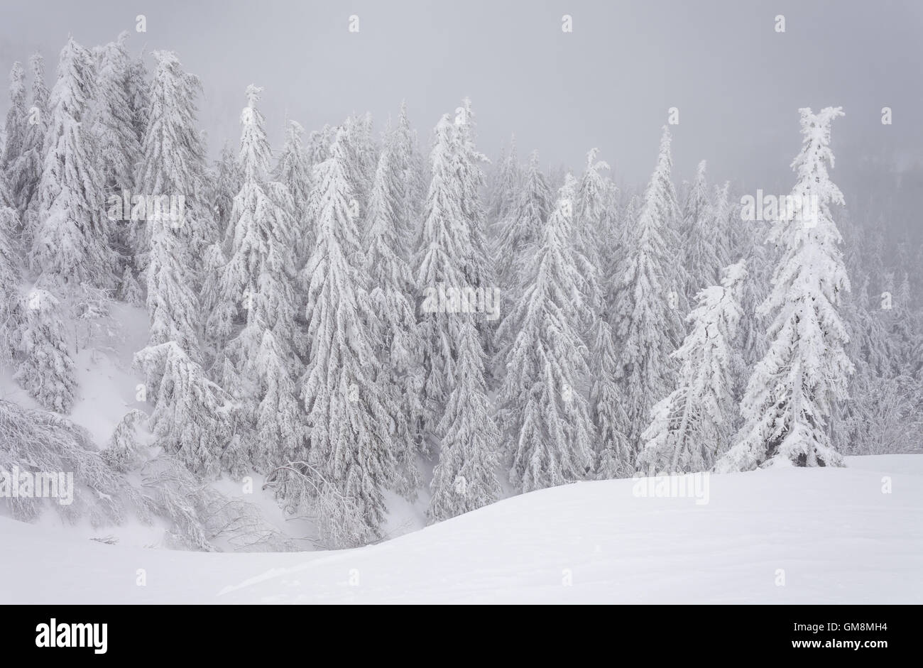 Christmas background with snowy fir trees Stock Photo - Alamy