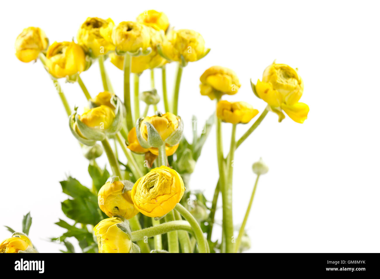 Yellowcup hi-res stock photography and images - Alamy