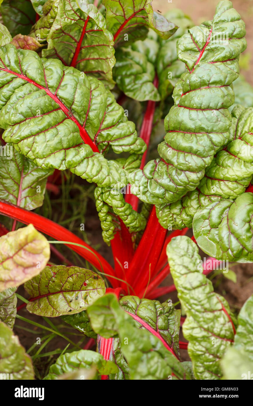 mangold in the garden Stock Photo - Alamy