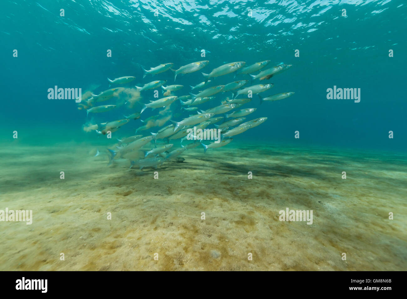 Fringelip mullet (crenimugil crenilabis) in the Red Sea Stock Photo - Alamy