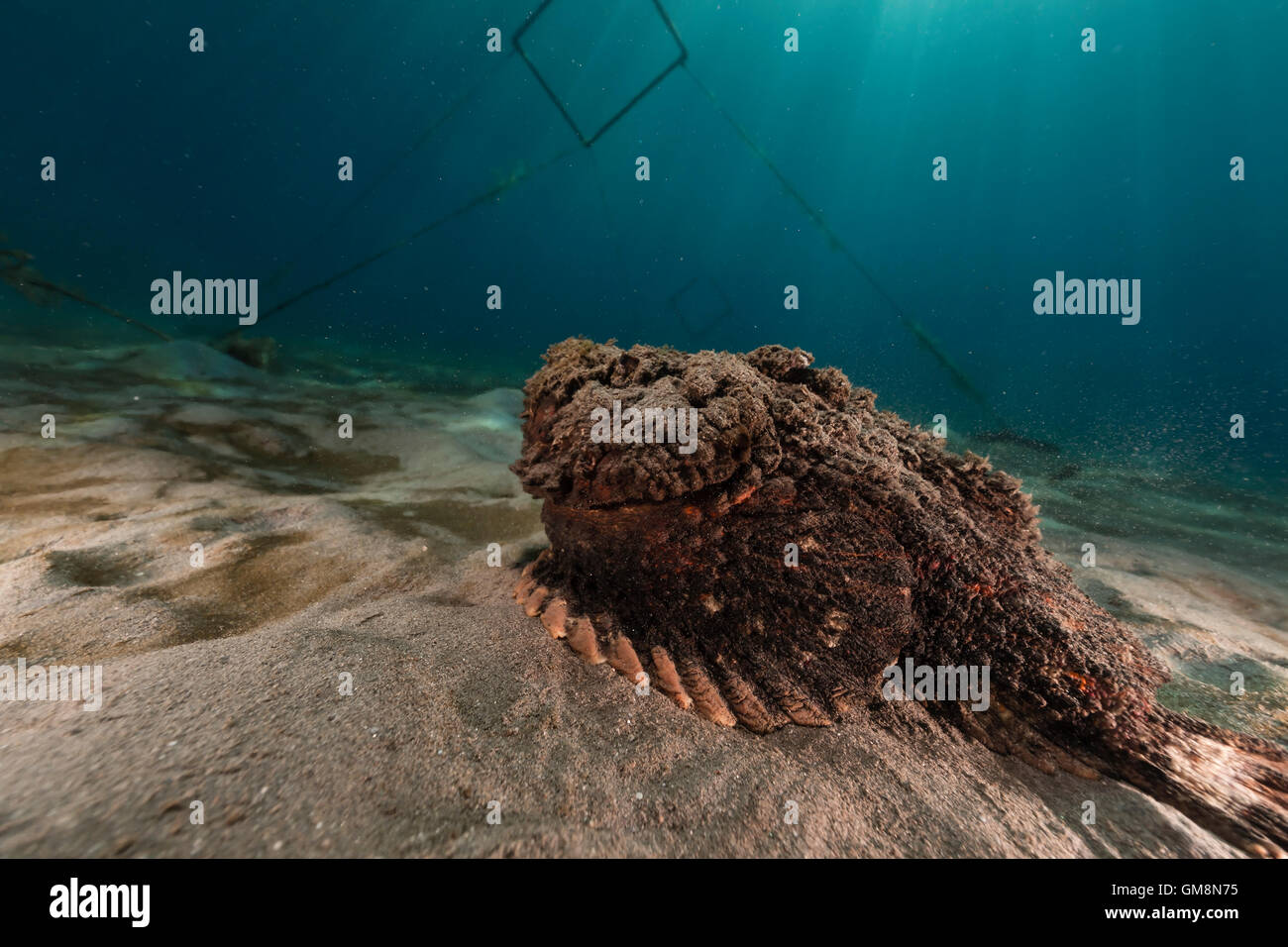 Stonefish (synanceia verrucosa) in the Red Sea Stock Photo - Alamy