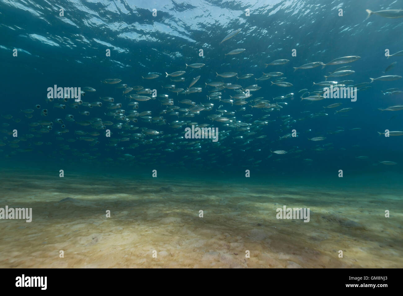 Striped mackerel the Red Sea Stock Photo - Alamy