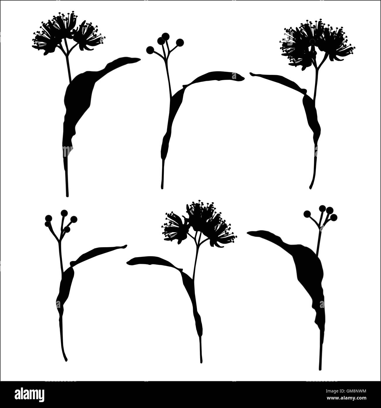 Linden flowers set background vector Stock Vector Image & Art - Alamy