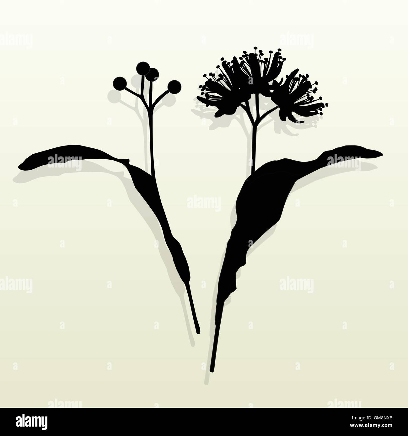 Linden flowers vintage background vector abstract illustration Stock ...